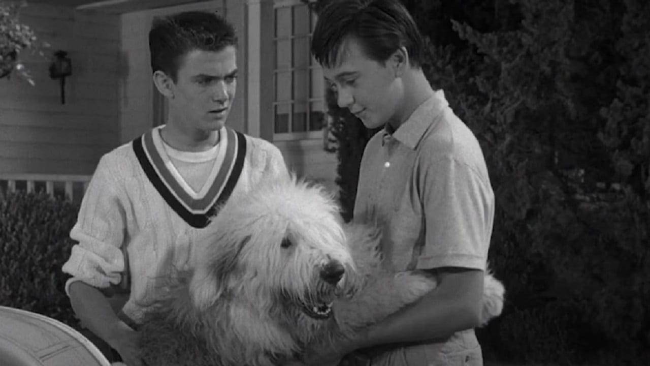 Cane Geremia cane e spia (The Shaggy Dog): nome, razza, storia