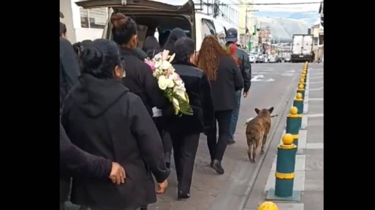 Cane in lutto partecipa al corteo funebre del padrone portando i fiori