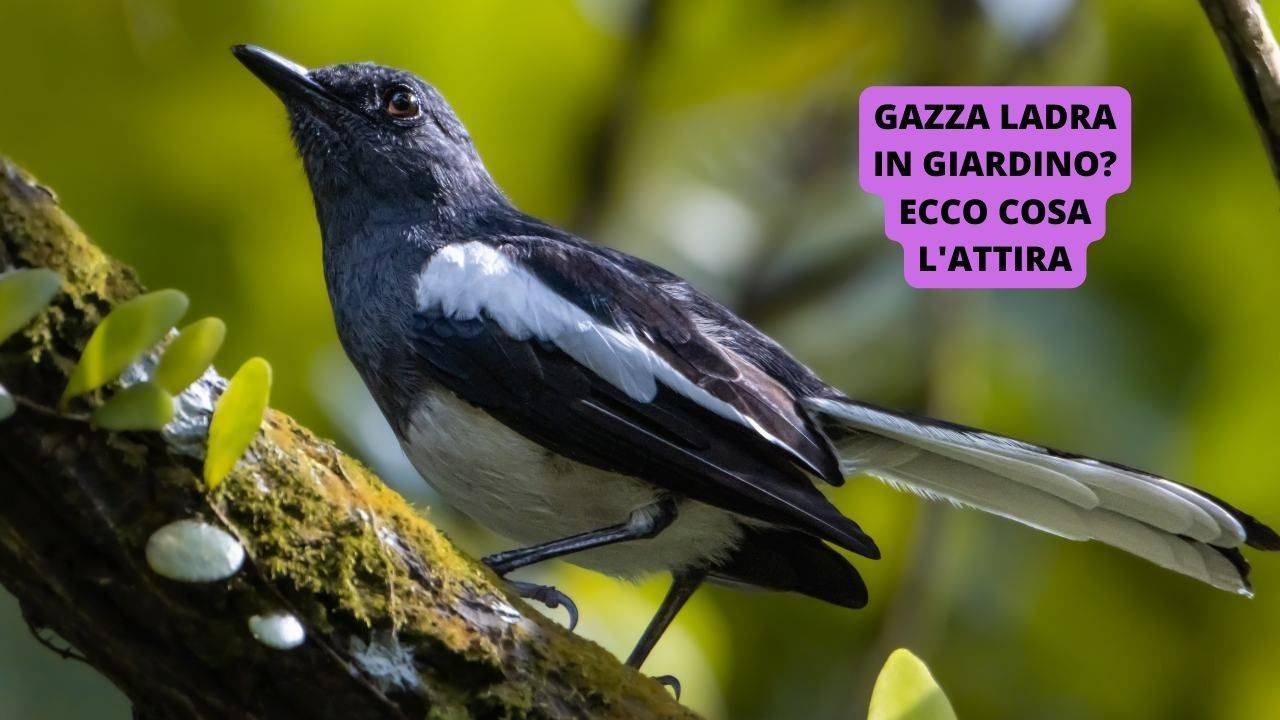 Trovi spesso una gazza ladra nel tuo giardino? Ecco da cosa sono attirate