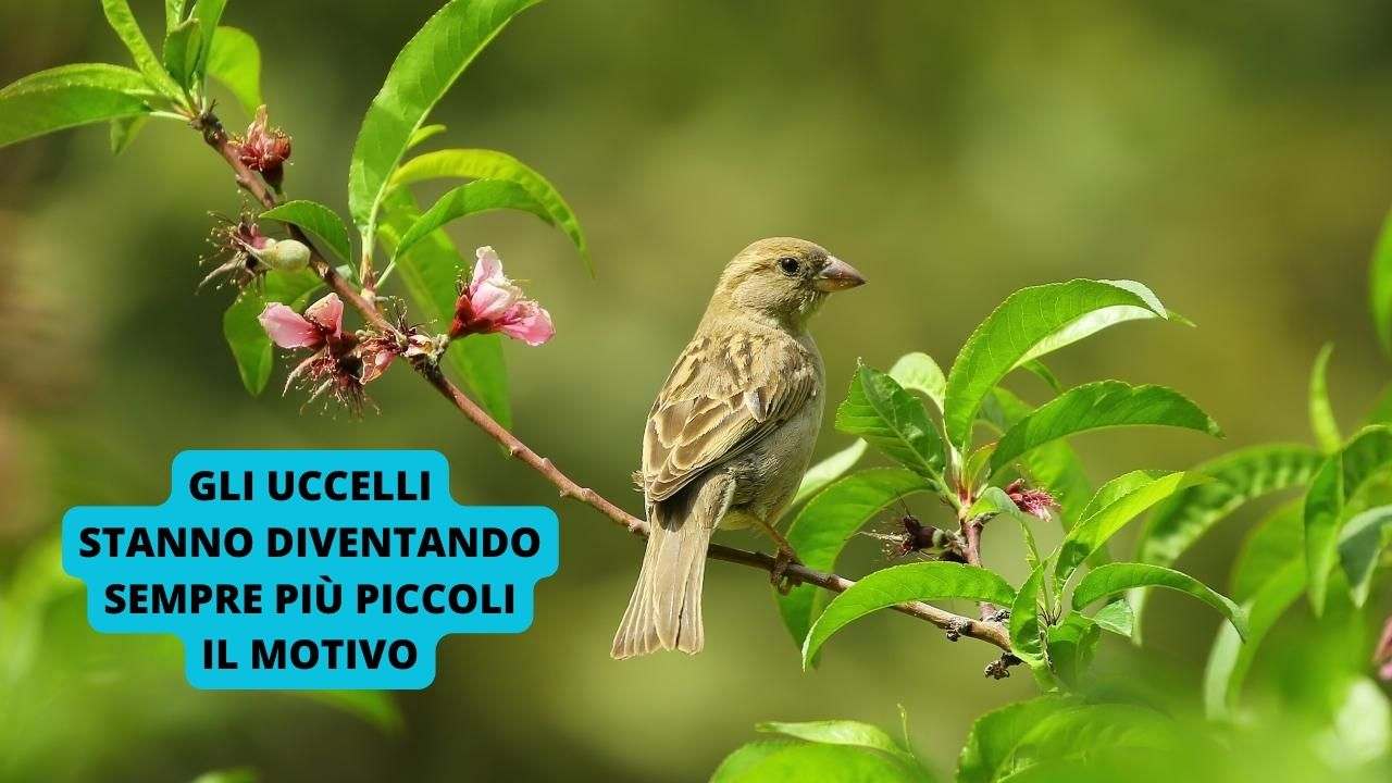 Gli uccelli stanno diventando sempre più piccoli: ecco perché