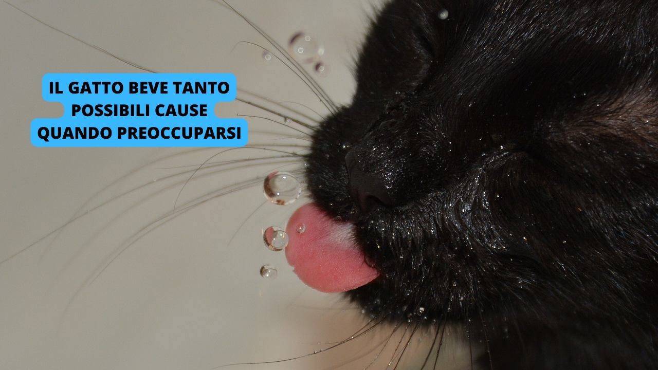 Il gatto beve tanto: possibili cause e quando preoccuparsi