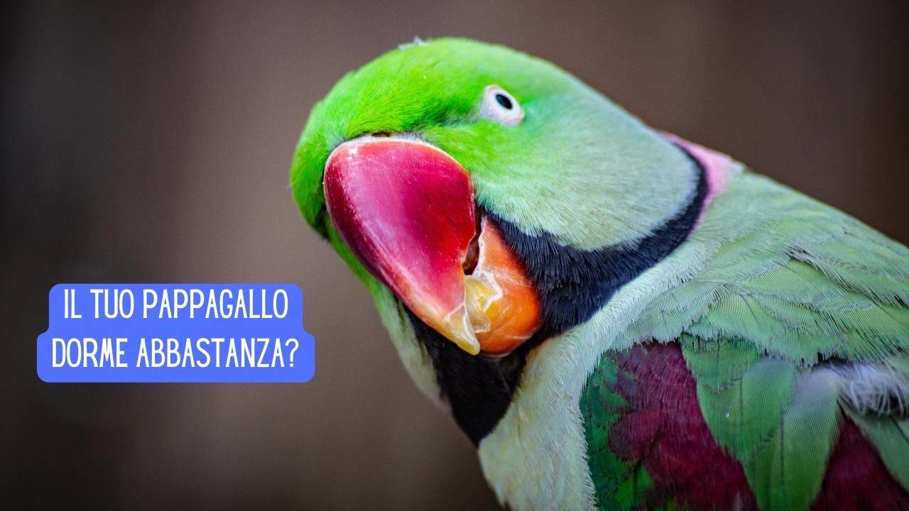 Il tuo pappagallo dorme abbastanza? Di quante ore di riposo ha bisogno