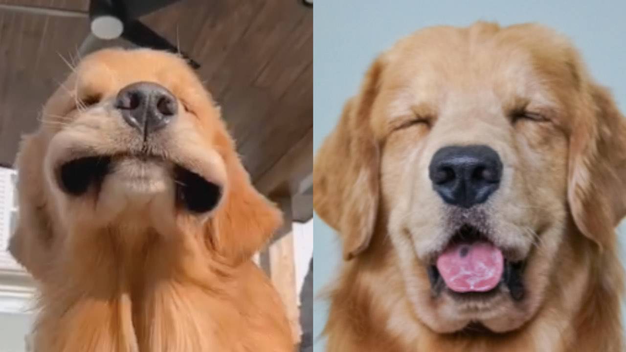 Cane confuso di fronte alla molletta per capelli: le buffe reazioni di ...