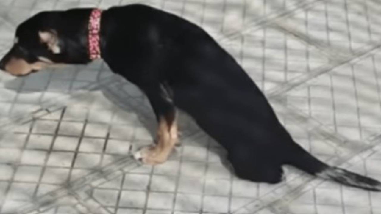 Non aveva le zampe e le orecchie erano tagliate: abbandonato nella cesta