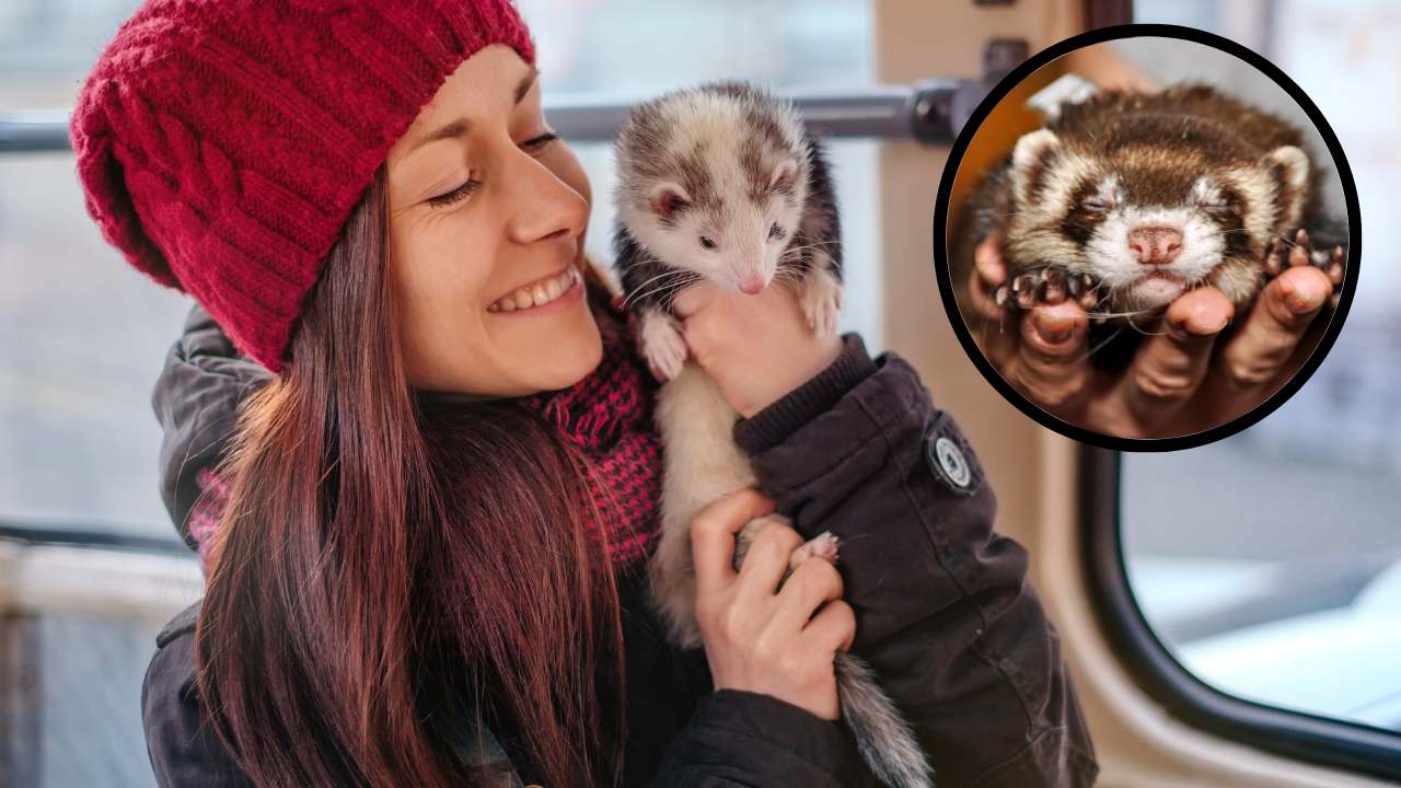 Il furetto come animale da terapia: benefici, impieghi e requisiti