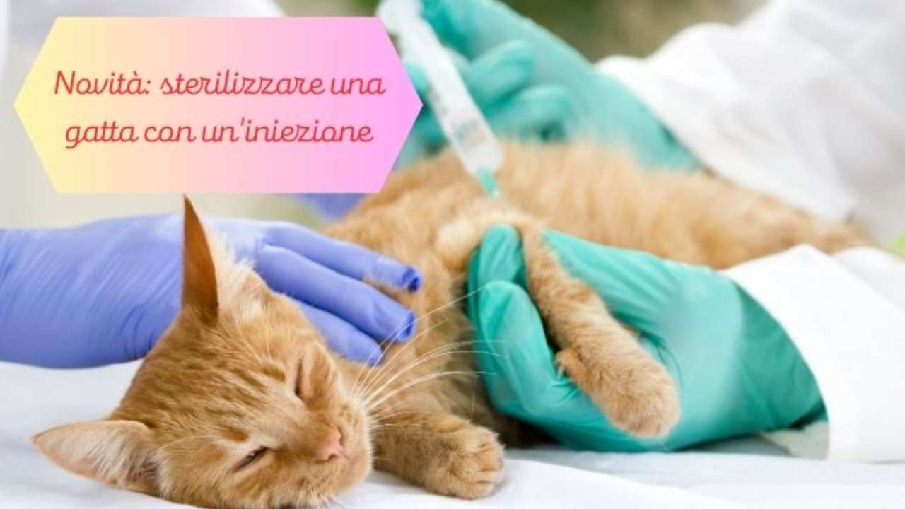 Sterilizzare la gatta con un'iniezione: la novità che rende tutto più ...