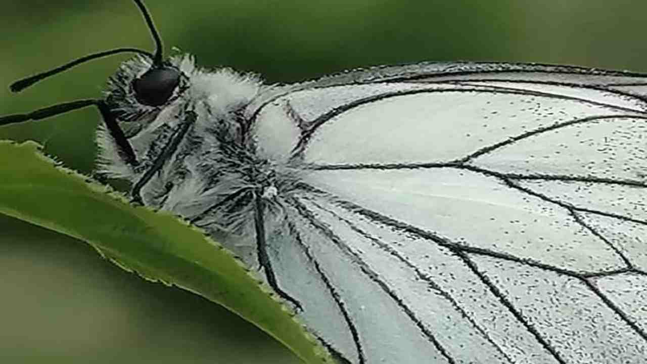 La rinascita della farfalla: il miracoloso ritorno della farfalla ...