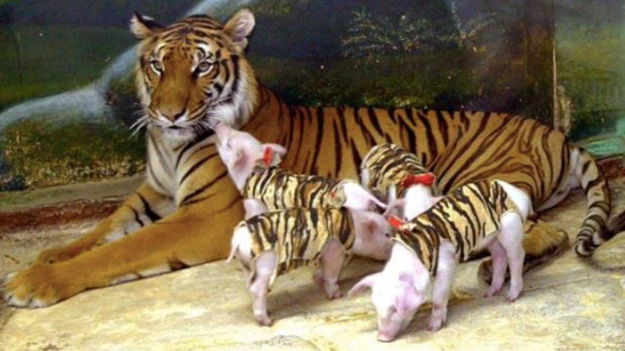 Li accudisce come fossero suoi: mamma tigre adotta dei maialini