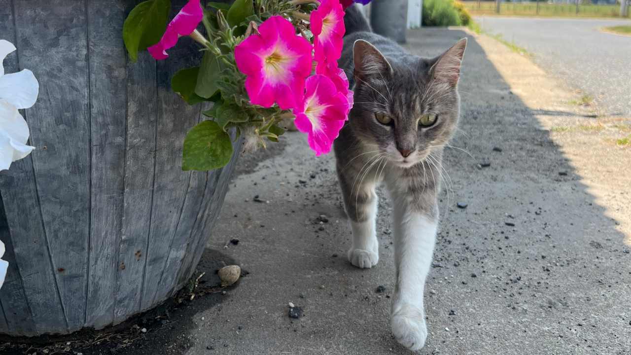 Restituito più volte, ritorna un gatto randagio: soccorritori cercano ...