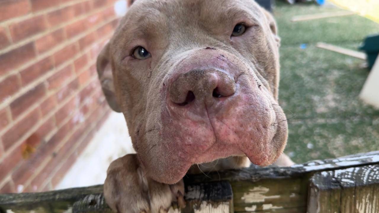 Lo segue a casa per chiedere aiuta: cane di 3 anni pieno di ferite