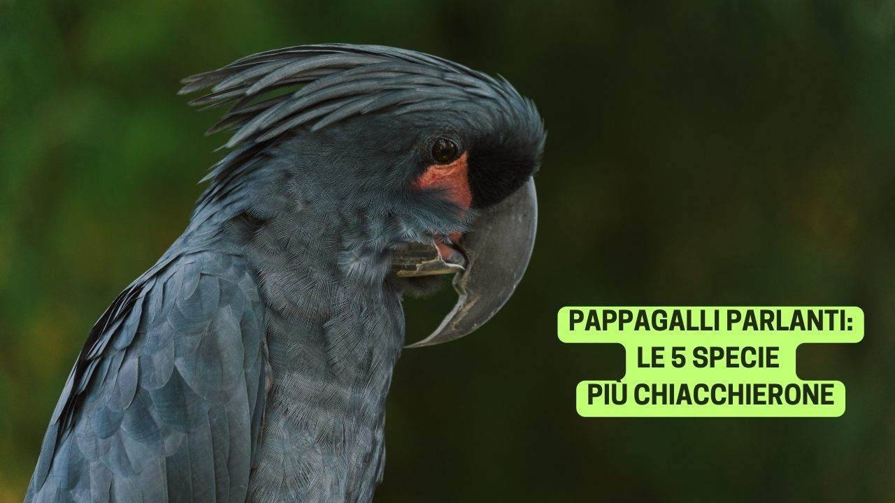 Pappagalli parlanti: le 5 specie con le quali poter fare due chiacchiere