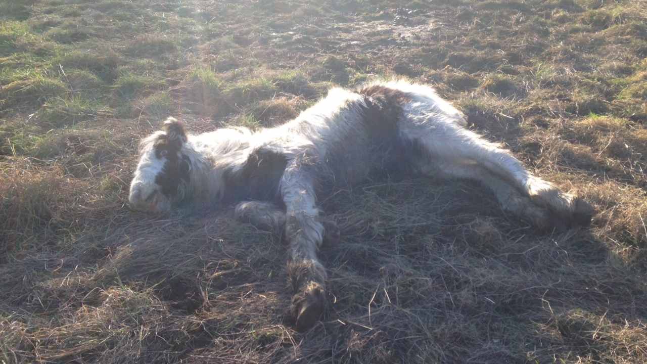 Puledro moribondo non riesce ad alzarsi più in piedi: l'amore lo trasforma