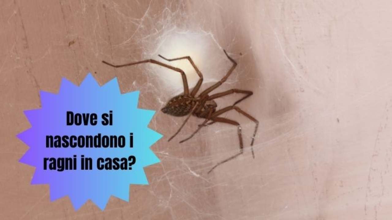 Ragni in casa: cosa li attira, dove si nascondono e come allontanarli