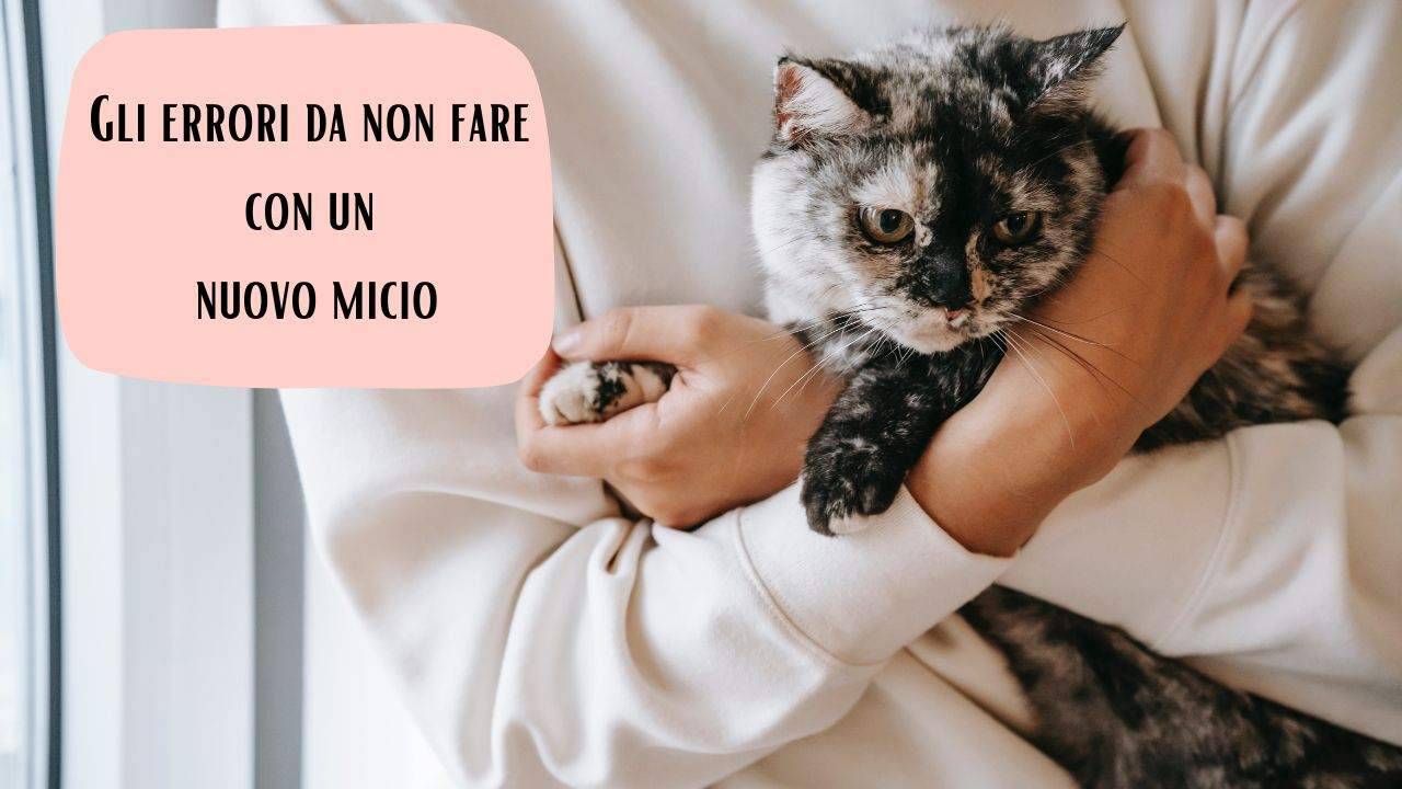 Nuovo micio in casa: quali sono i 5 errori comuni da non commettere mai