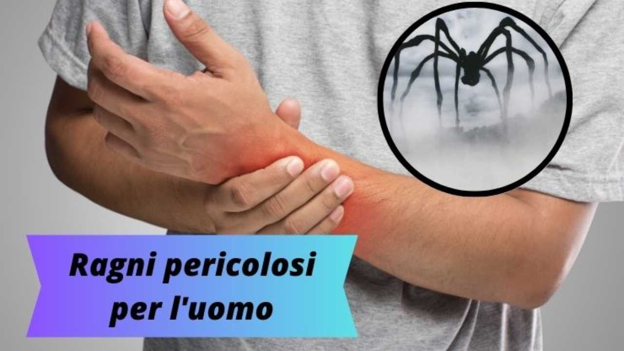 Ragni pericolosi per l'uomo: quali sono come riconoscerli e dove si trovano