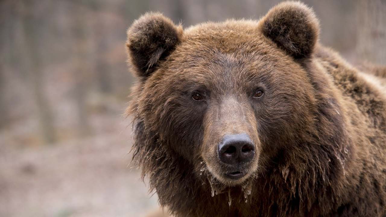 L'orso diventa il protettore della casa: ladro in fuga