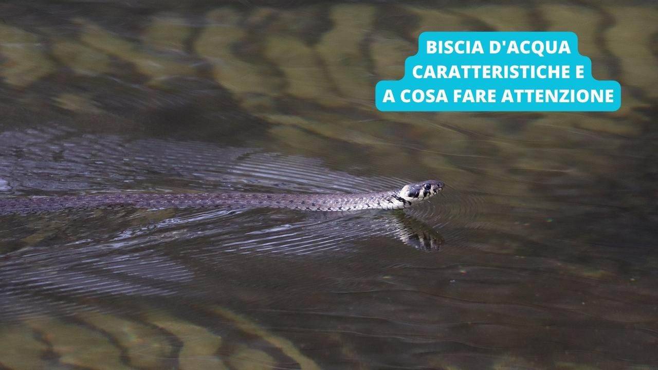 Biscia d'acqua: le sue caratteristiche e a che cosa stare attenti
