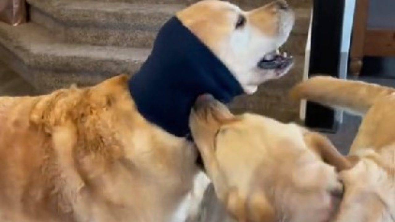 Cane trova un metodo geniale per non essere infastidito dal fratello