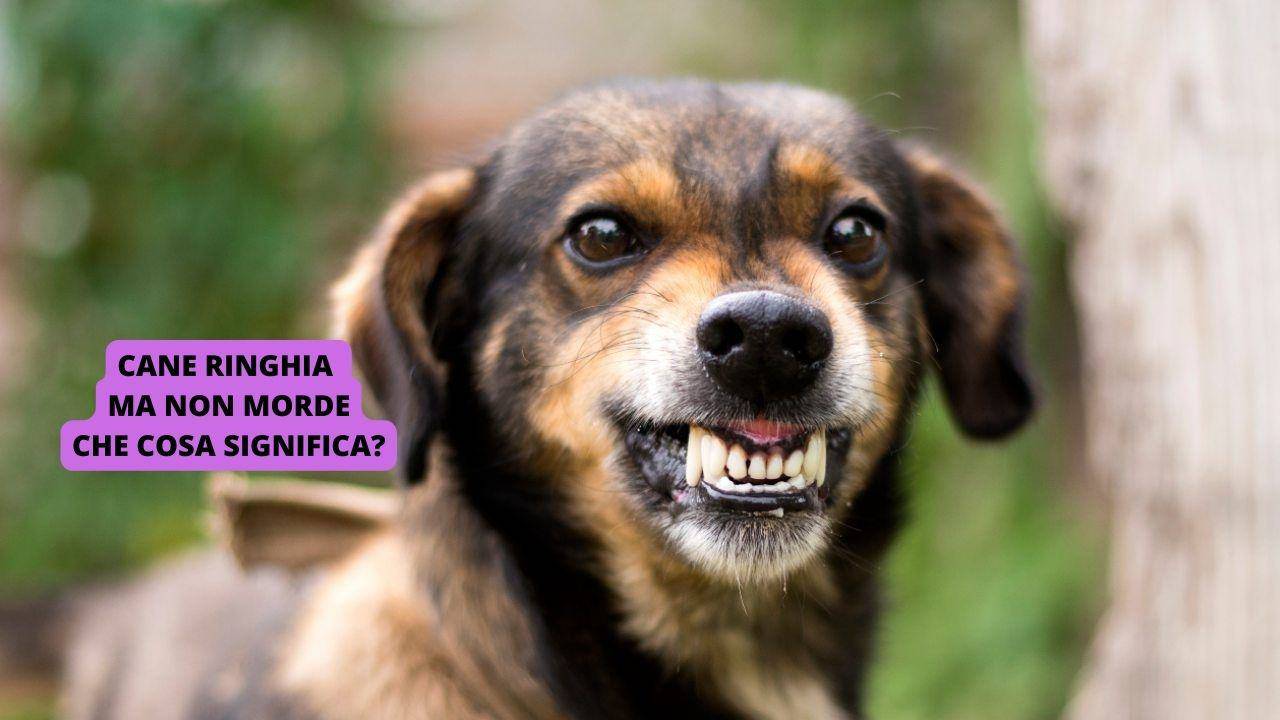 Il cane ringhia ma non morde: che cosa significa questo comportamento?