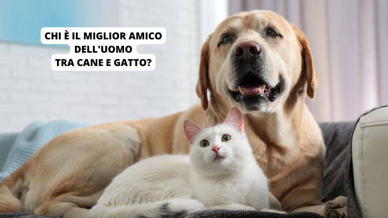 Chi è il miglior amico dell'uomo? Cane o gatto, la risposta che non ti ...