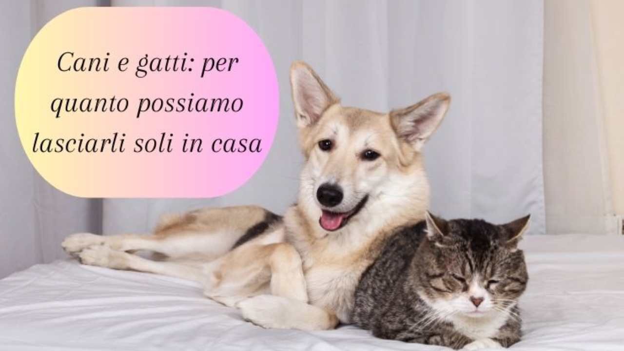 Cane e gatto per quanto possiamo lasciarli soli in casa? La risposta