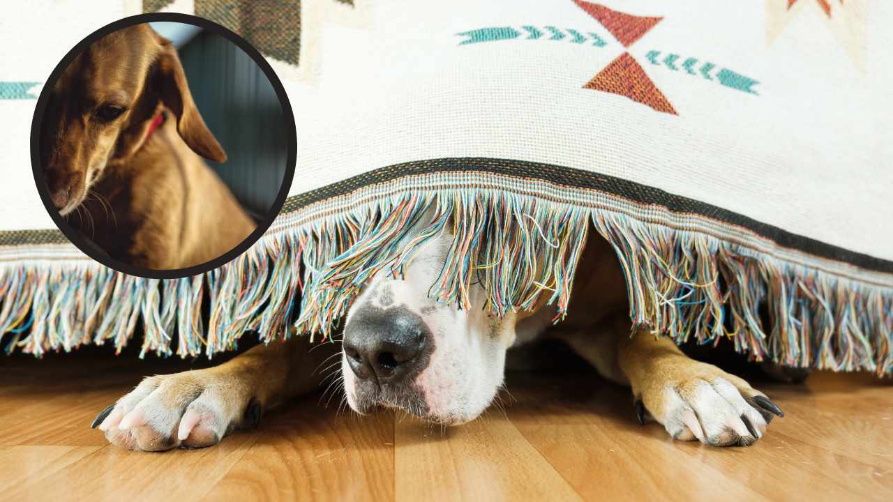 Le fobie più strane del cane: quali sono e come aiutarlo a superarle