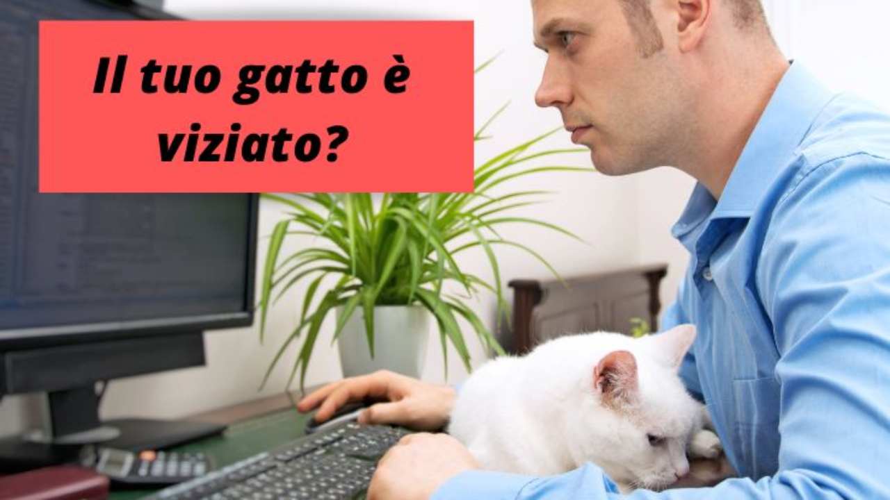 Il tuo gatto è viziato? Osserva questi aspetti per saperlo con certezza