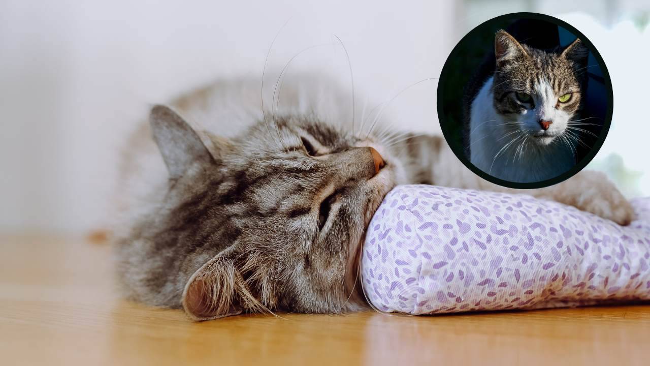 Gli effetti dei feromoni sul gatto: tipologie, quando e come usarli