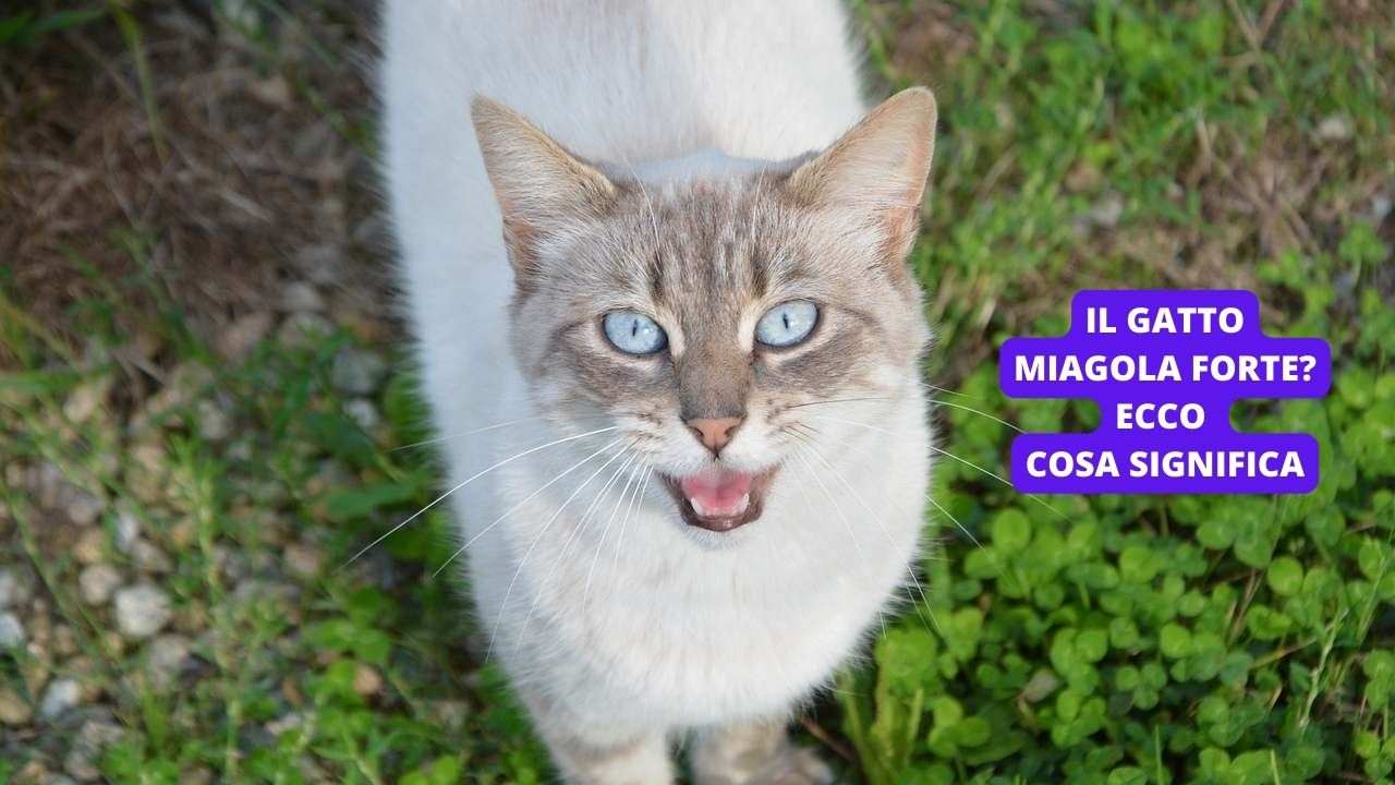 Il gatto miagola forte? La scienza spiega se è una cosa buona o cattiva