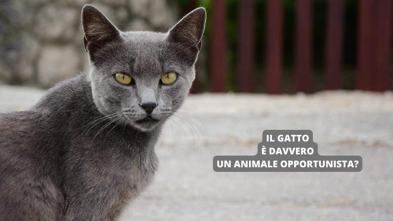 Il gatto è davvero un animale opportunista? Ecco cosa dice la sua genetica