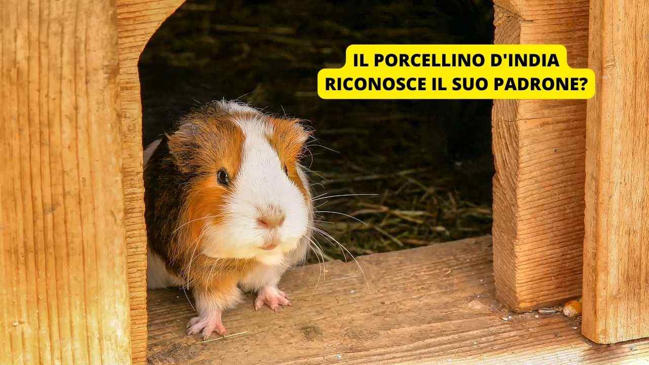 Il porcellino d'india riconosce il suo padrone? Cosa dicono gli esperti