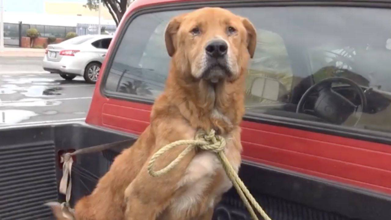 Cane abbandonato non può smettere di piangere: lo trovano da solo