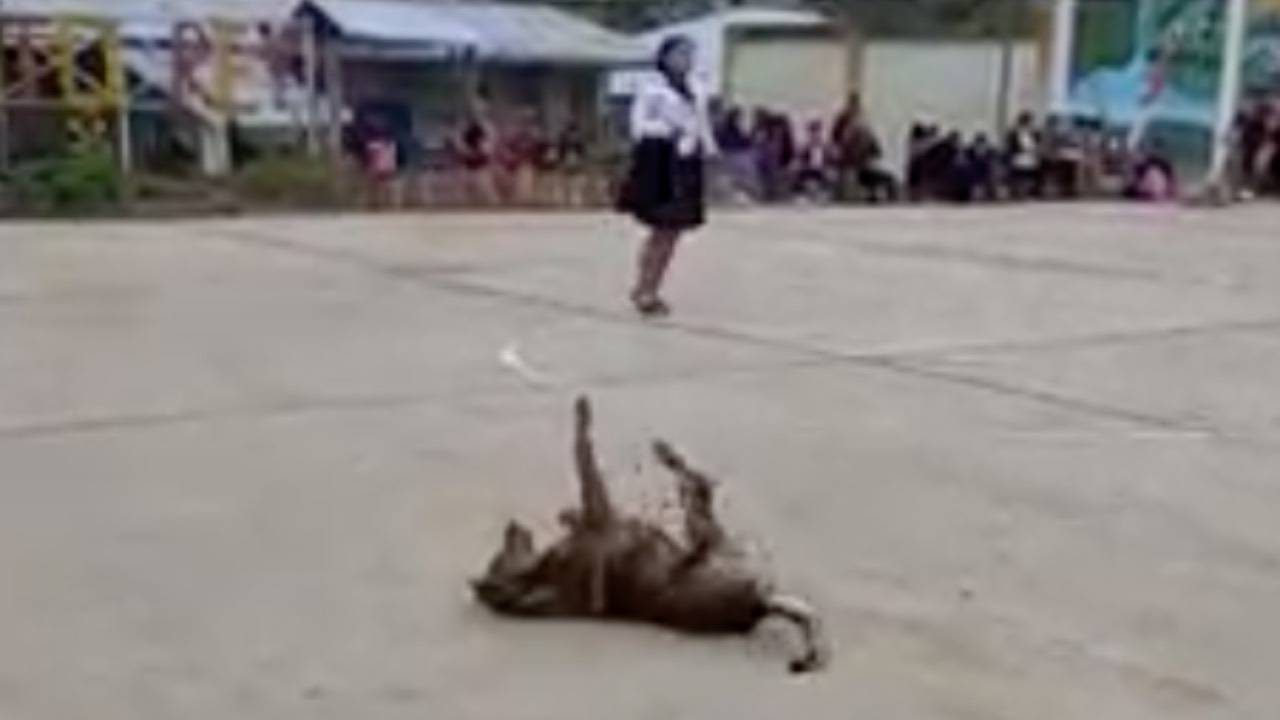 Cane campione di break dance si esibisce fuori dalla scuola