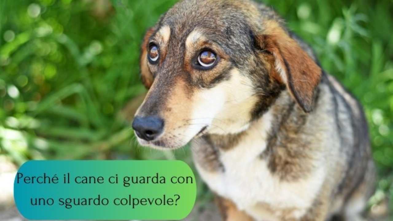 Il cane ti guarda con lo sguardo colpevole? C'è uno di questi motivi dietro