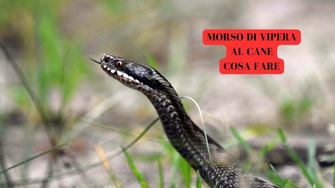 Cosa fare e cosa non fare in caso di morso di vipera al cane