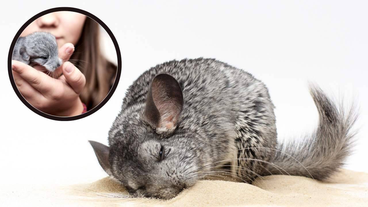 Morte improvvisa nel cincillà: probabili cause e come prevenire