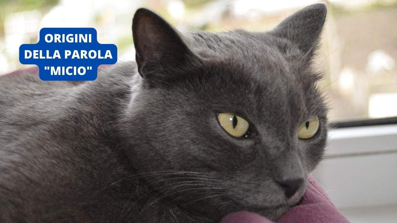 Origini della parola "micio" e perché è il più bel vezzeggiativo per un ...