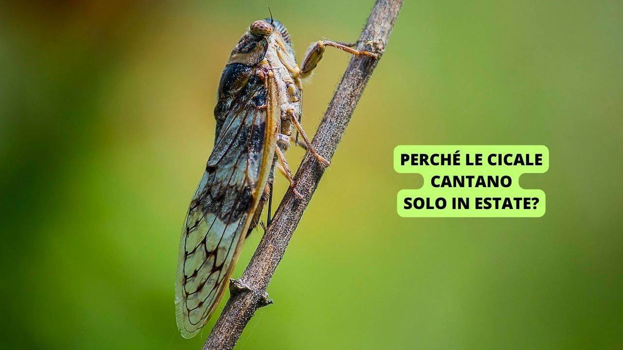Perché le cicale cantano solo in estate? Parlano gli esperti