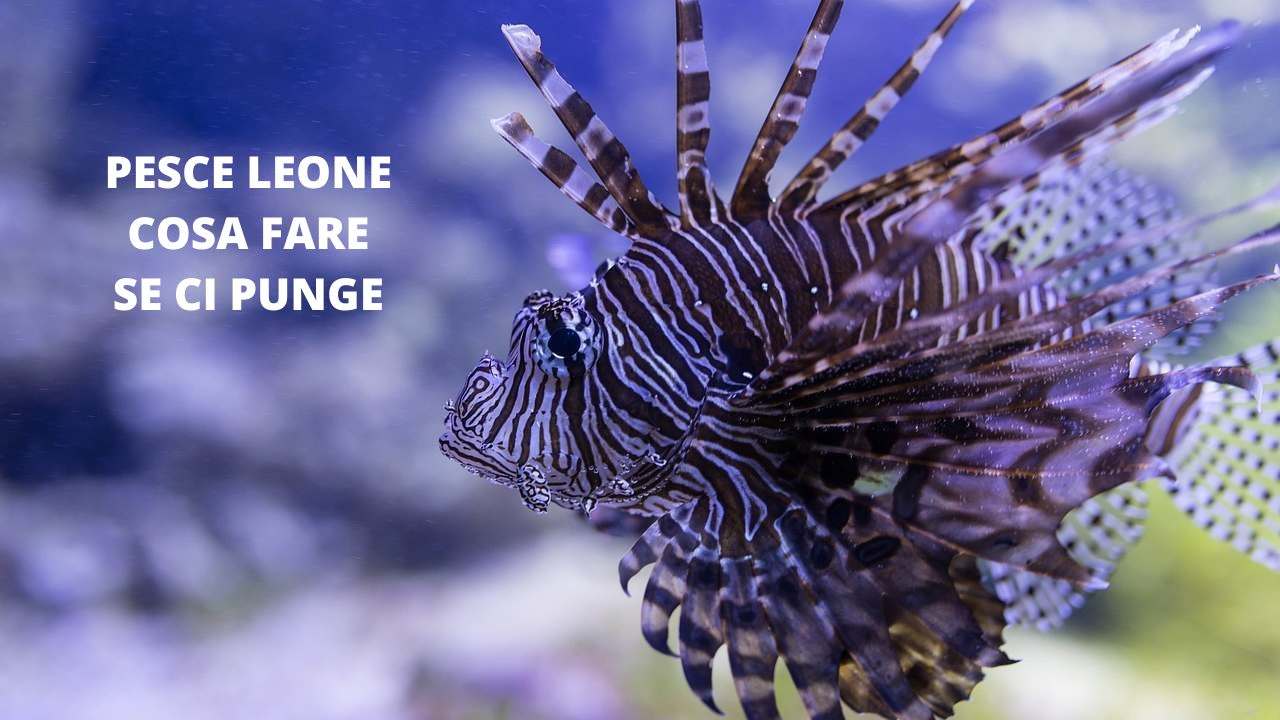 Pesce leone, attenzione al suo veleno: cosa fare se si viene punti