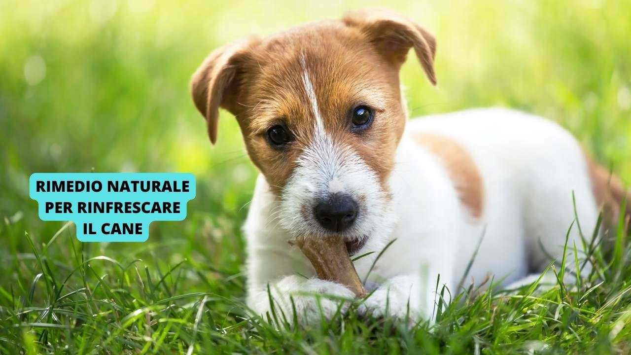 Il rimedio naturale per rinfrescare il cane che previene il cancro: la ...