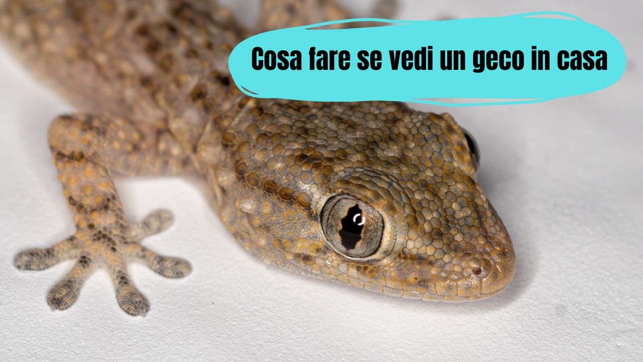 Geco in casa: il motivo per cui non dovresti mai cacciare via questo rettile
