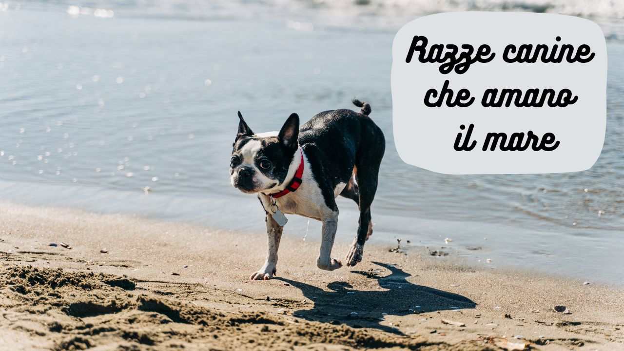 Cani che amano il mare: quali sono i pet che vivono bene sulla spiaggia