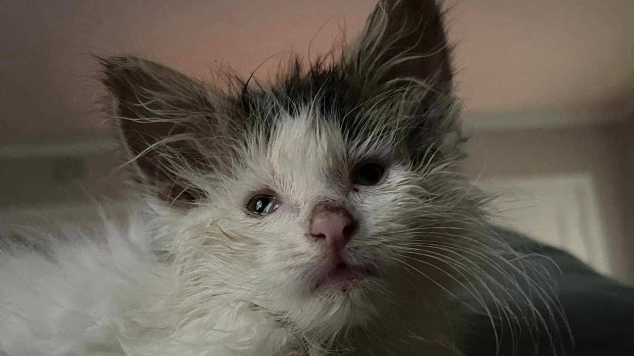 Il gatto dall'aspetto buffo: il suo pelo presenta una particolarità ...