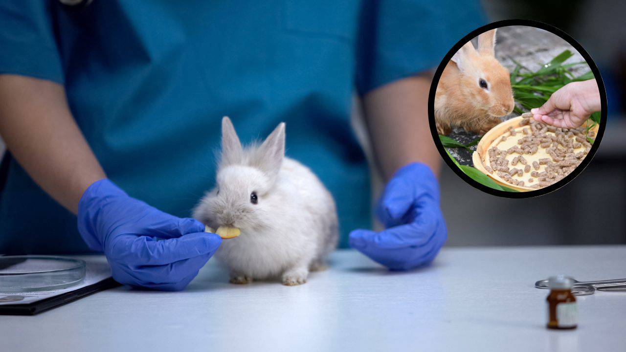 Vitamina D nel coniglio: conseguenze per l'eccesso o la carenza