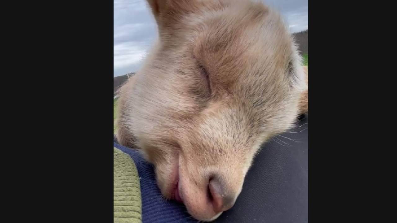 Il verso della capretta conquista tutti: il video virale su TikTok