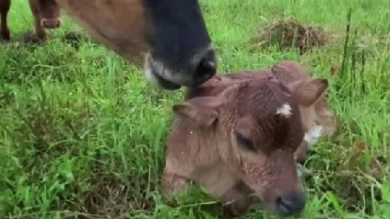 Vuole farle conoscere il piccolo: mucca porta la sua mamma umana da lui