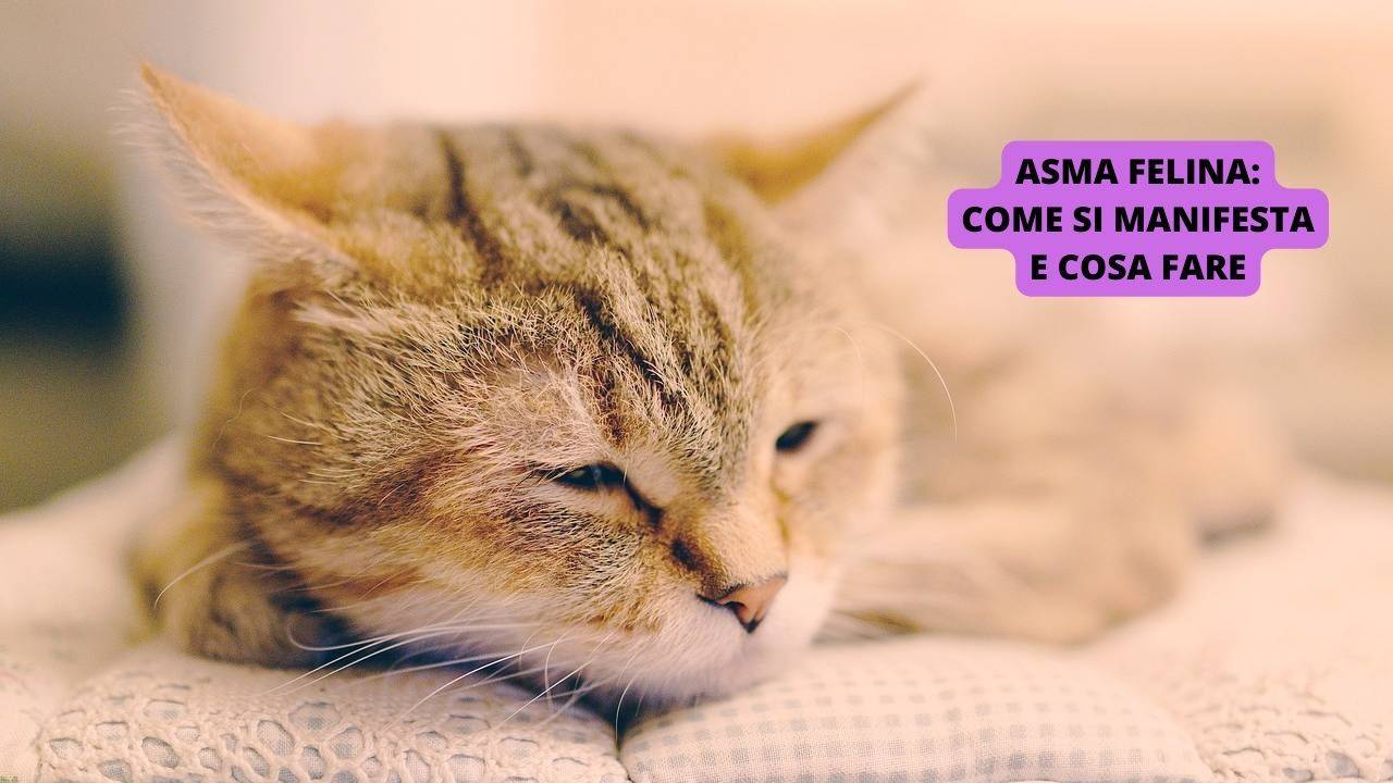 Asma felina: come si manifesta e cosa fare per micio