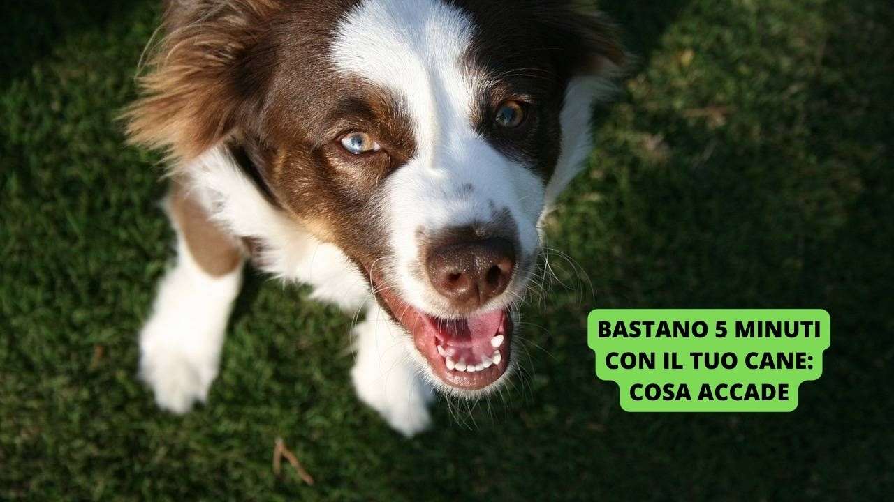 Bastano 5 minuti con il tuo cane: ciò che accade è scientificamente provato