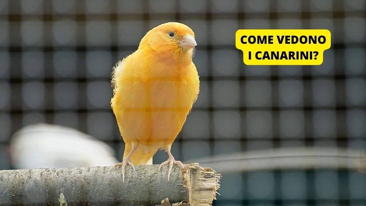 Come vedono i canarini? Tutto ciò che bisogna sapere sulla loro vista