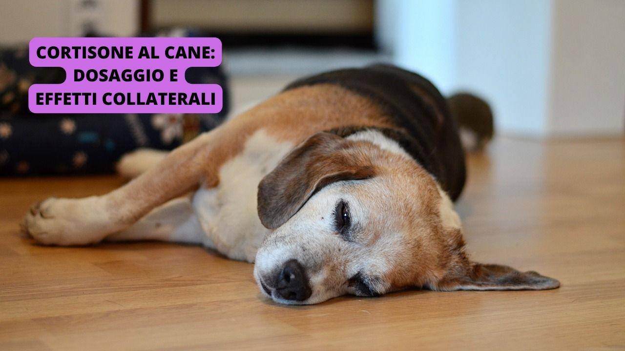 Cortisone al cane: dosaggio e possibili effetti collaterali